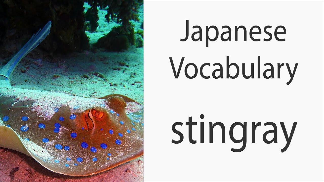 How to say "Stingray" in Japanese - YouTube