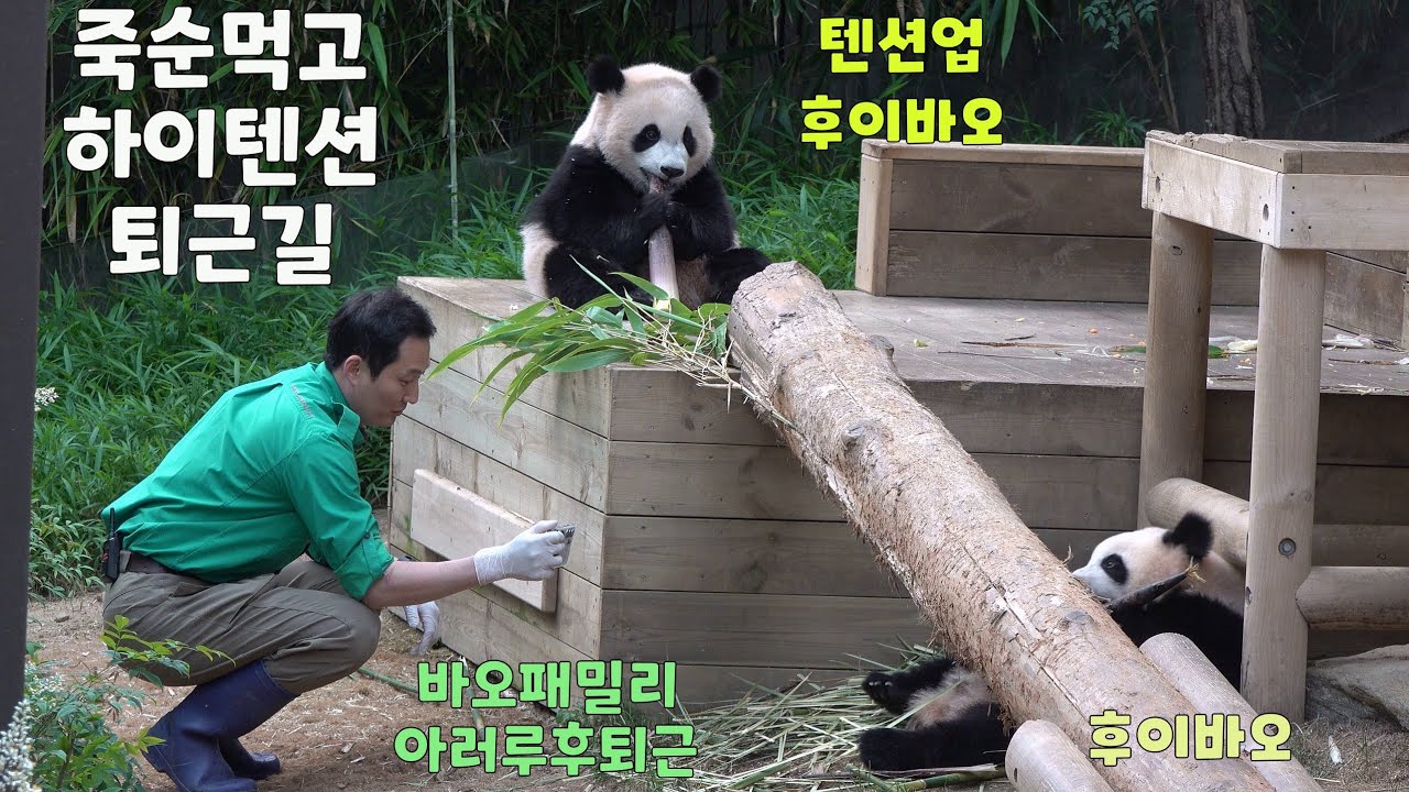 에버랜드 판다 송바오님이 주신 죽순 먹고 기분 좋은 루이와 후이 텐션업된 후이와 꼬물꼬물 루이 야외 방사장에서 편하게 누워 자는 아이바오 마킹하는 러바오