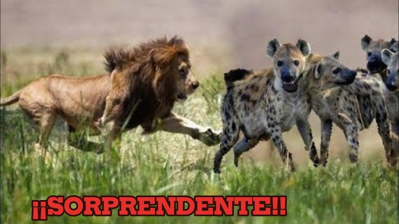 Sorprendente ataque de leon a hiena - YouTube
