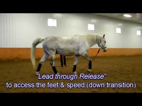 Releasing an Ease of Connection Through FEEL (when horse is tight and ...