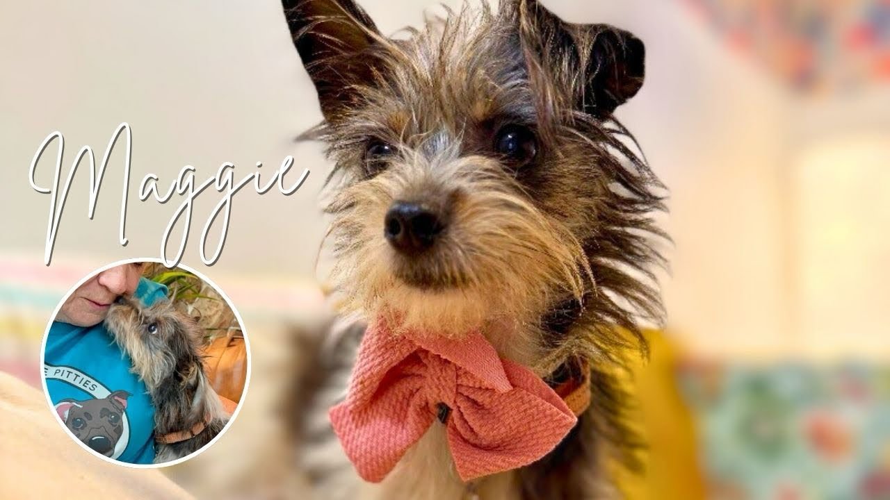 The sweetest little scruff pup! Meet Maggie! - YouTube