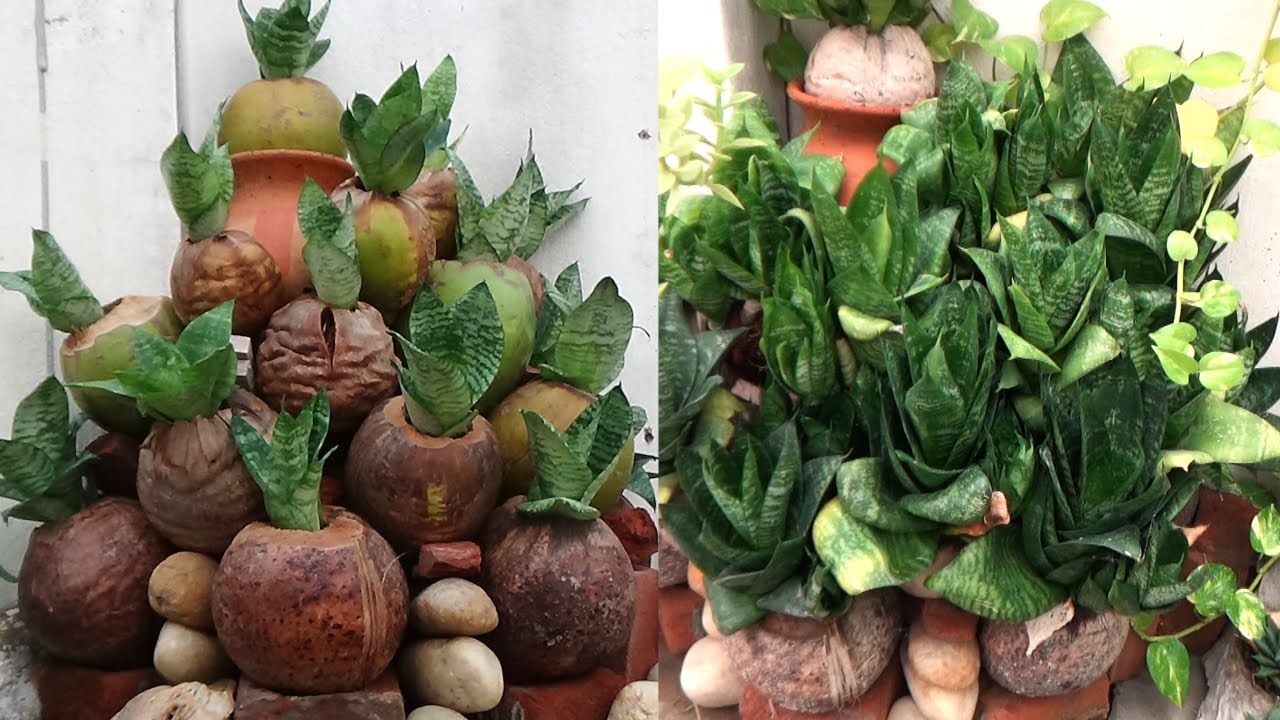 Grow snake plant in green coconut shell - YouTube