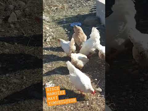KIZLARIN KEYFİ YERİNDE #çiftlik #tavukçiftliği #vlog #gezenadam #shorts