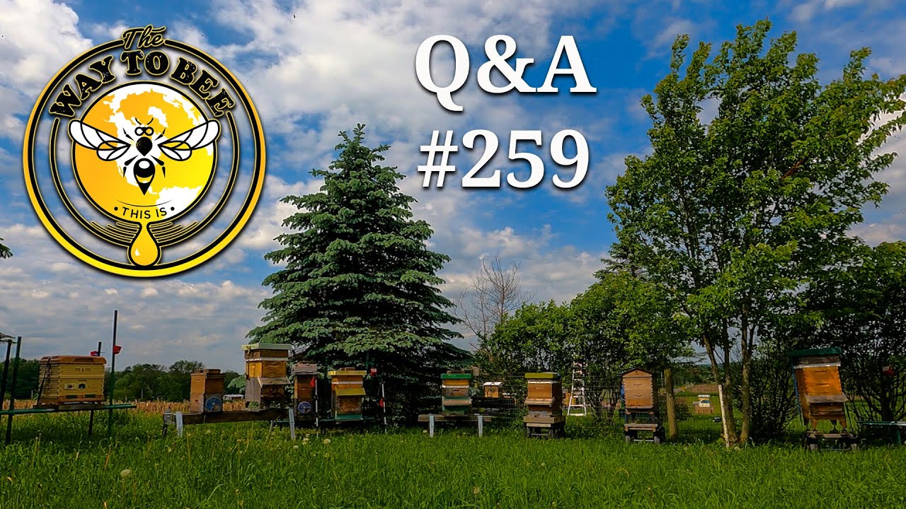 Backyard Beekeeping Questions and Answers Episode 259 - YouTube