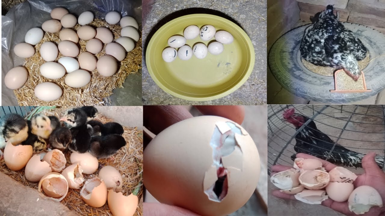 Aseel Hen Hatches 5 Beautiful Chicks in 21 Days – Full Natural Hatching ...