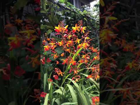 Lucifer lilies. crocosmias - YouTube