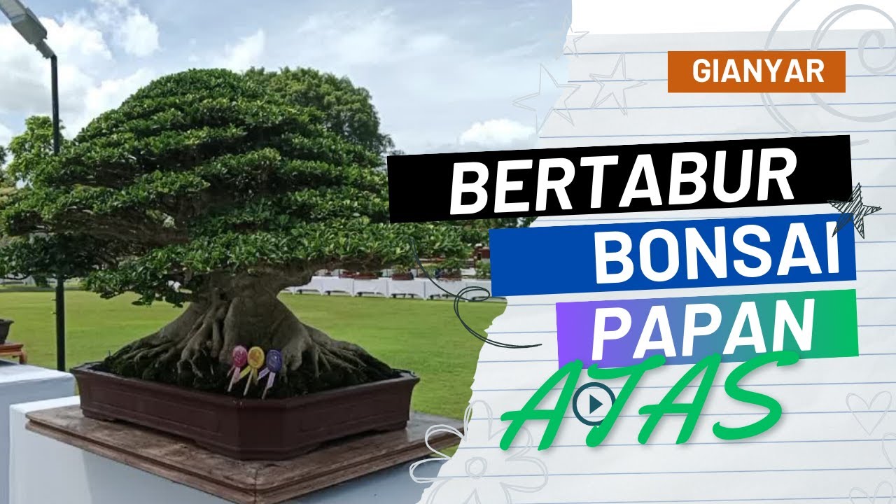 Bonsai-bonsai Kelas Atas di Pamnas Bonsai Gianyar Bali 2023 - YouTube