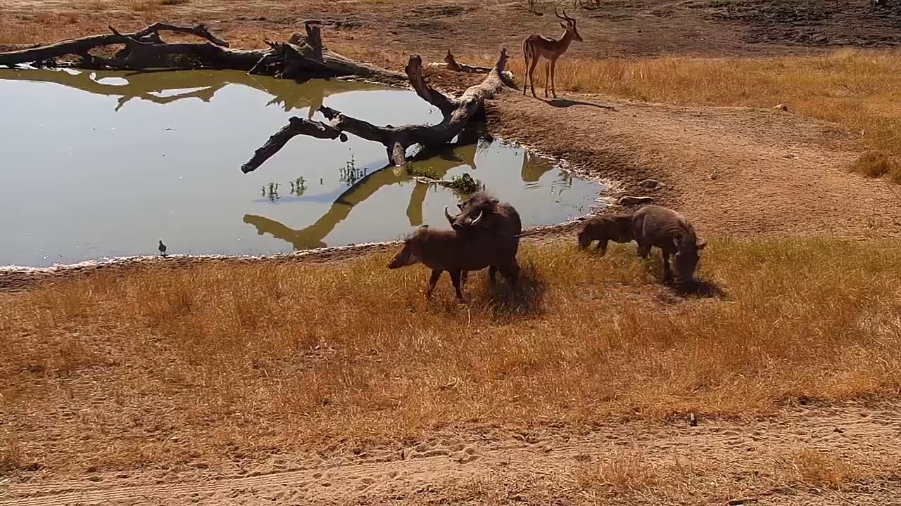 Djuma: Warthogs- Three adults(mating pair) and one young one - 10:58 ...