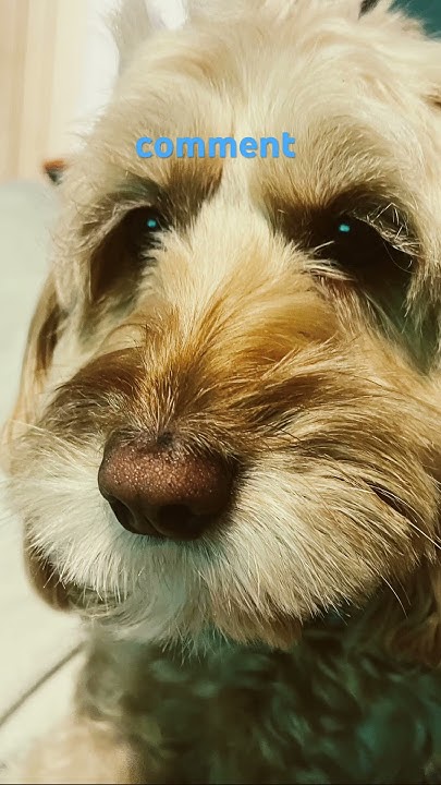 Your doggo if you #puppy #doggo - YouTube