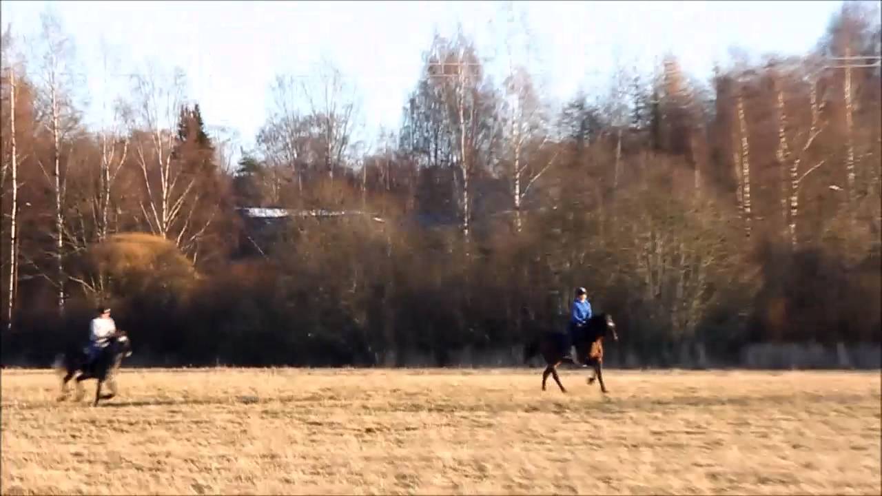 Cendalla 19.12.2015 - YouTube