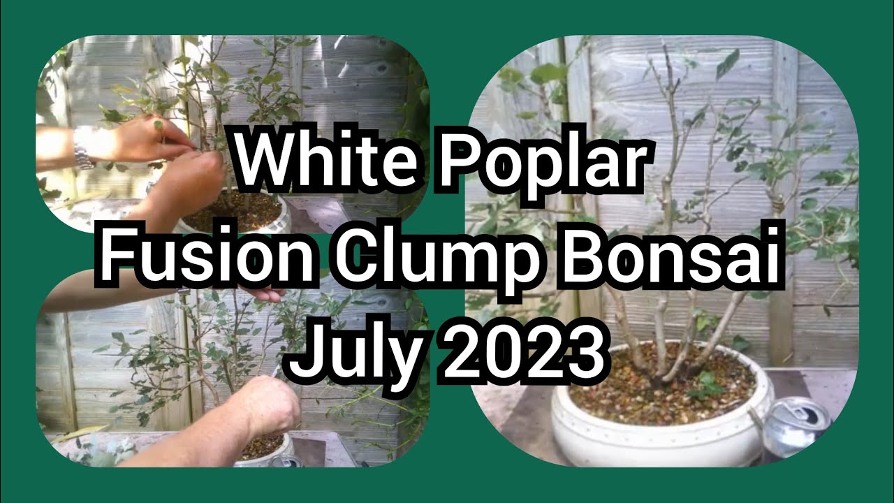 White Poplar Fusion Clump Bonsai Jul 2023 - YouTube