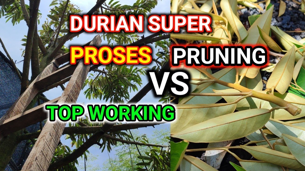 TOP WORKING‼️ GANTI VARIETAS DURIAN, PRUNING CABANG TANAMAN DURIAN ...