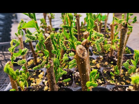 Yediveren Dut Nasıl Köklendirilir?