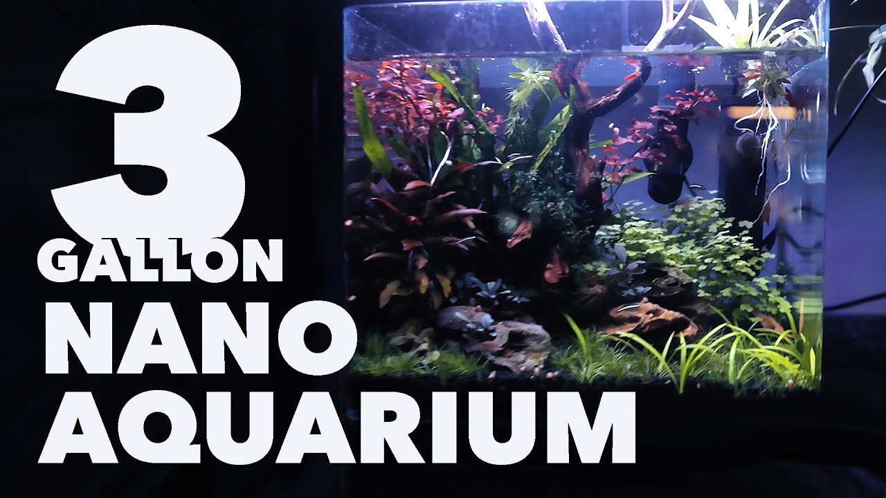 Beautiful Desktop Ecosystem with Cherry Shrimp - YouTube