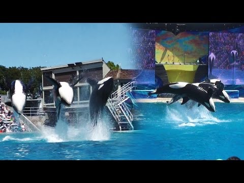 Kasatka Family Backdive ~ Dual-Angle