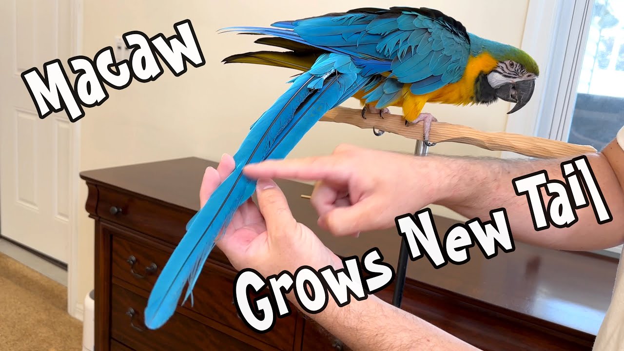Macaw Grows New Tail Feathers! How Parrot Tail Forms - YouTube