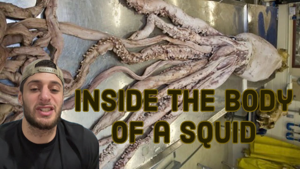 What happens to a squid after death? - YouTube