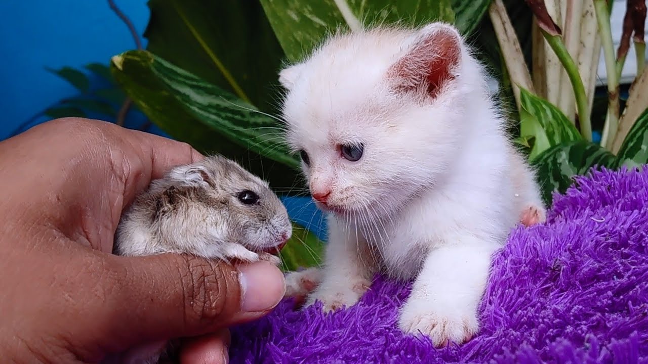 Cute cats and hamsters learn to be friends EARLY on - YouTube