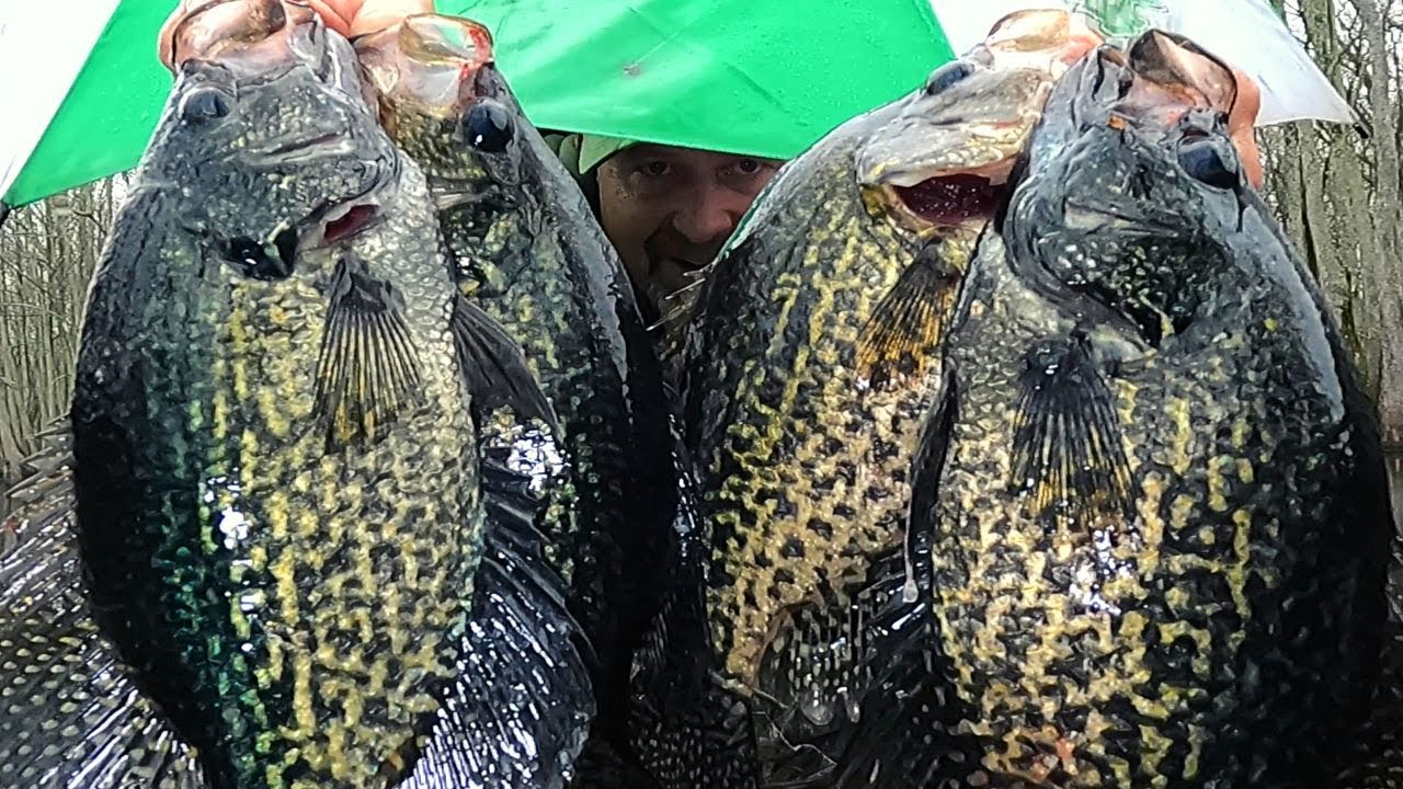 Load the boat with limits of Crappie this year - Crappie fishing Tips ...