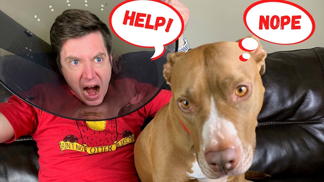 Penny made me wear her dog cone! - YouTube