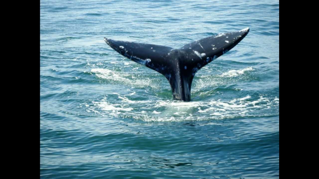 Oregon Whale Watching Tours - YouTube