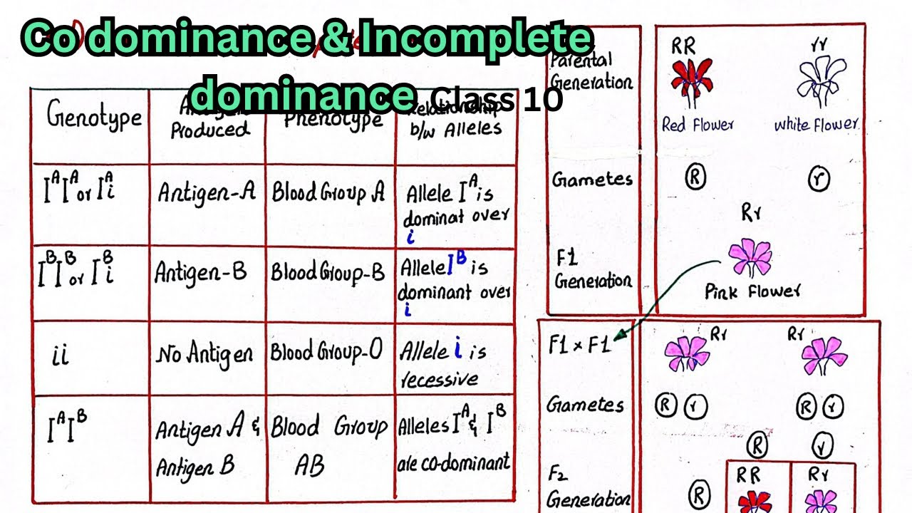 Codominance and incomplete dominace | class 10 - YouTube