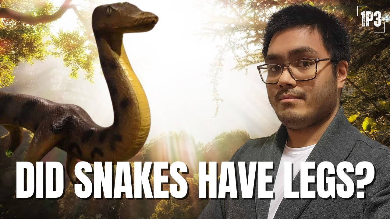 Does the Bible Teach Snakes Originally Had Legs? w/ Luis Dizon - YouTube
