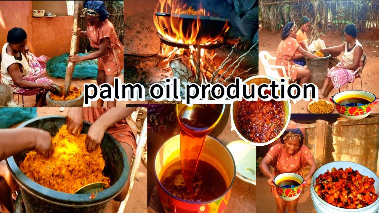 Step by step of palm oil production processes|| How to extract pure ...