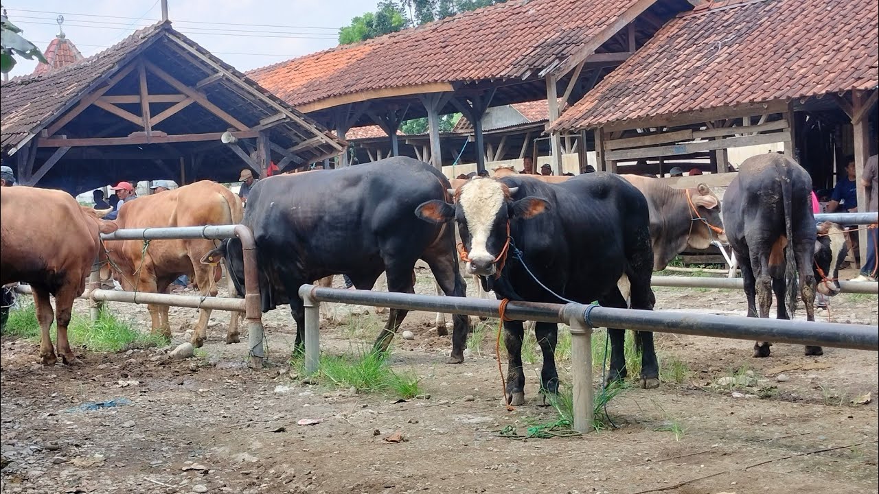 SAPI BAKALAN SUPER&LOKAL DI PASAR SAPI KAJEN PEKALONGAN - YouTube