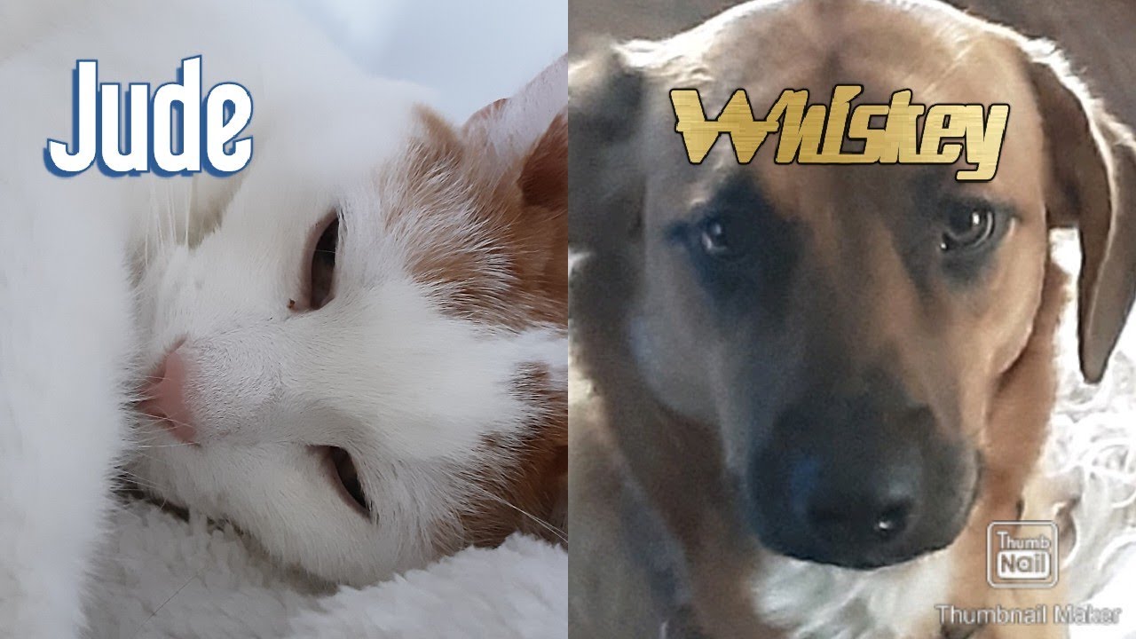 Meet myndog Whiskey, and my favorite cat Jude! - YouTube