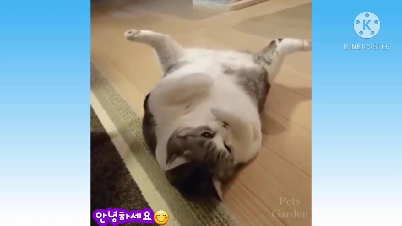 Charming and amusing cats video - YouTube
