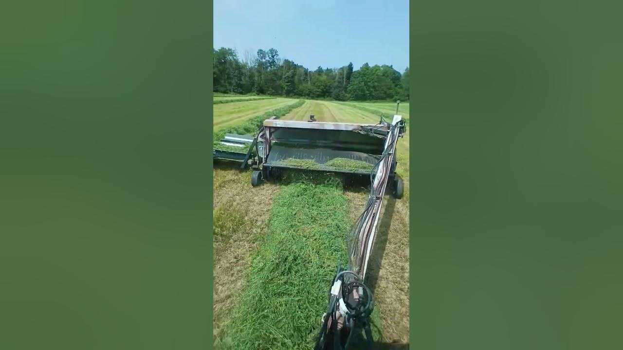 3rd Cutting Alfalfa Haylage - YouTube