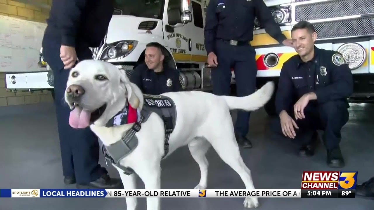 PSFD receives new peer support dog to help first responders manage ...