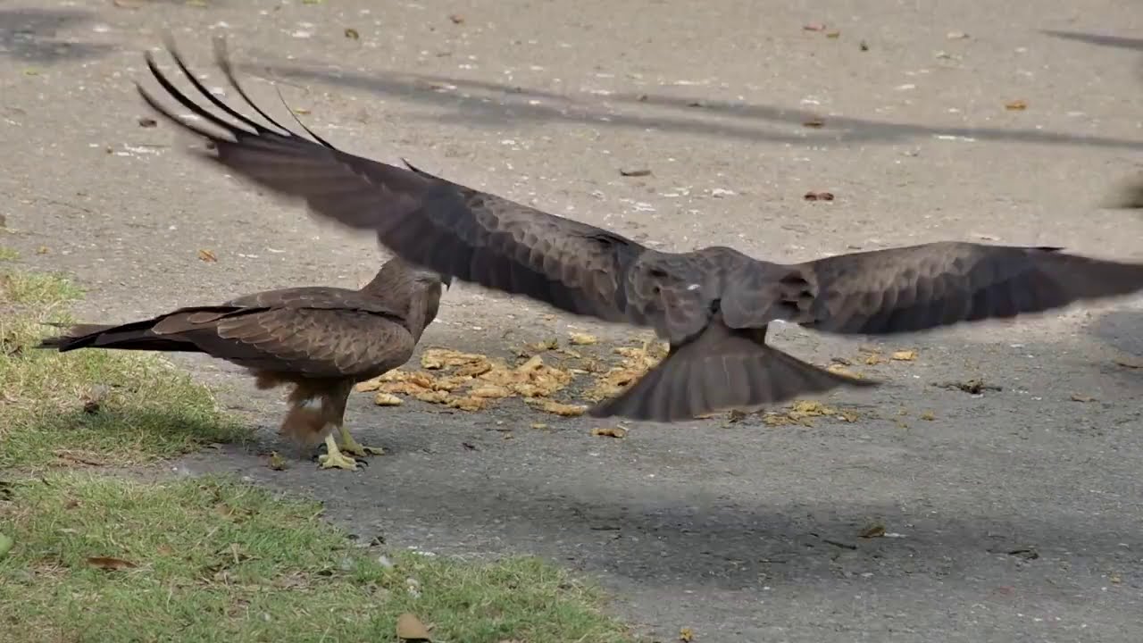 Free Stock Footage Animals Birds Black Kite Cheel attacking for Food ...