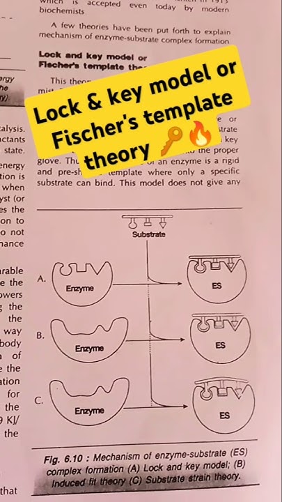 Lock and key model or Fischer's template theory 🔑🔥#chemistry# ...