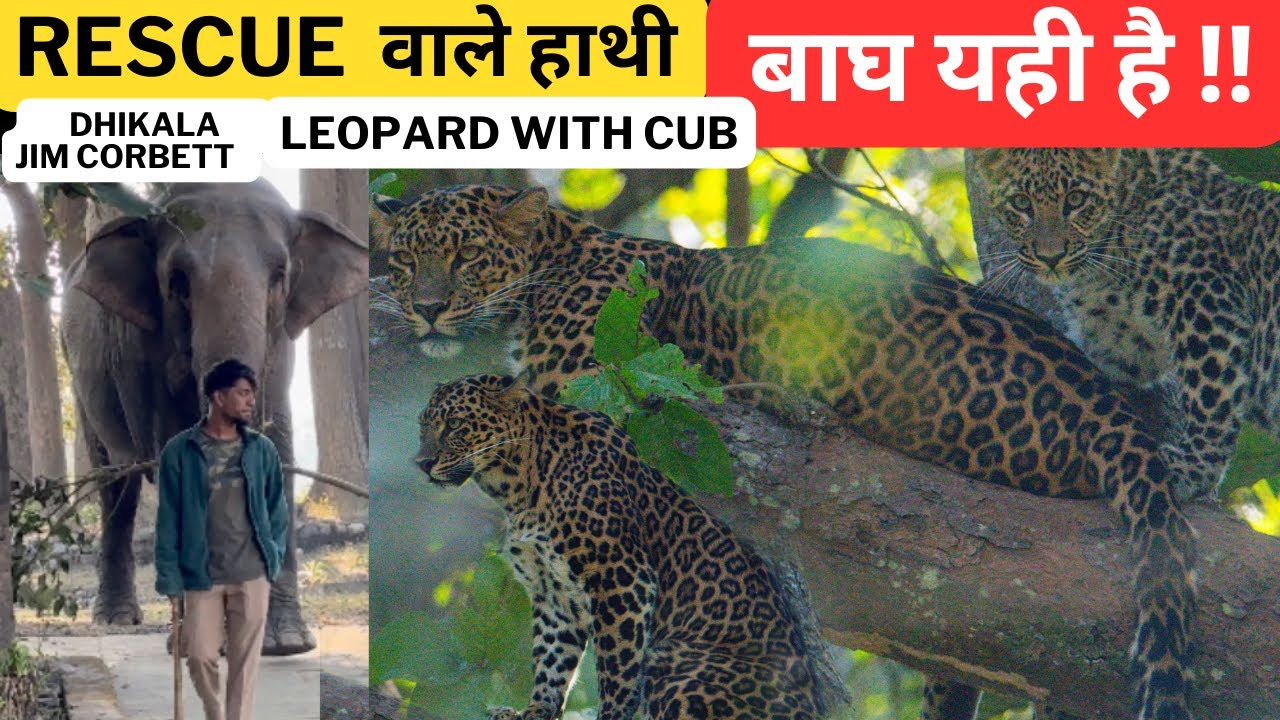 बाघ यही है ‼️ Rescue वाले हाथी Leopard With Cub At Dhikala Jim Corbett ...