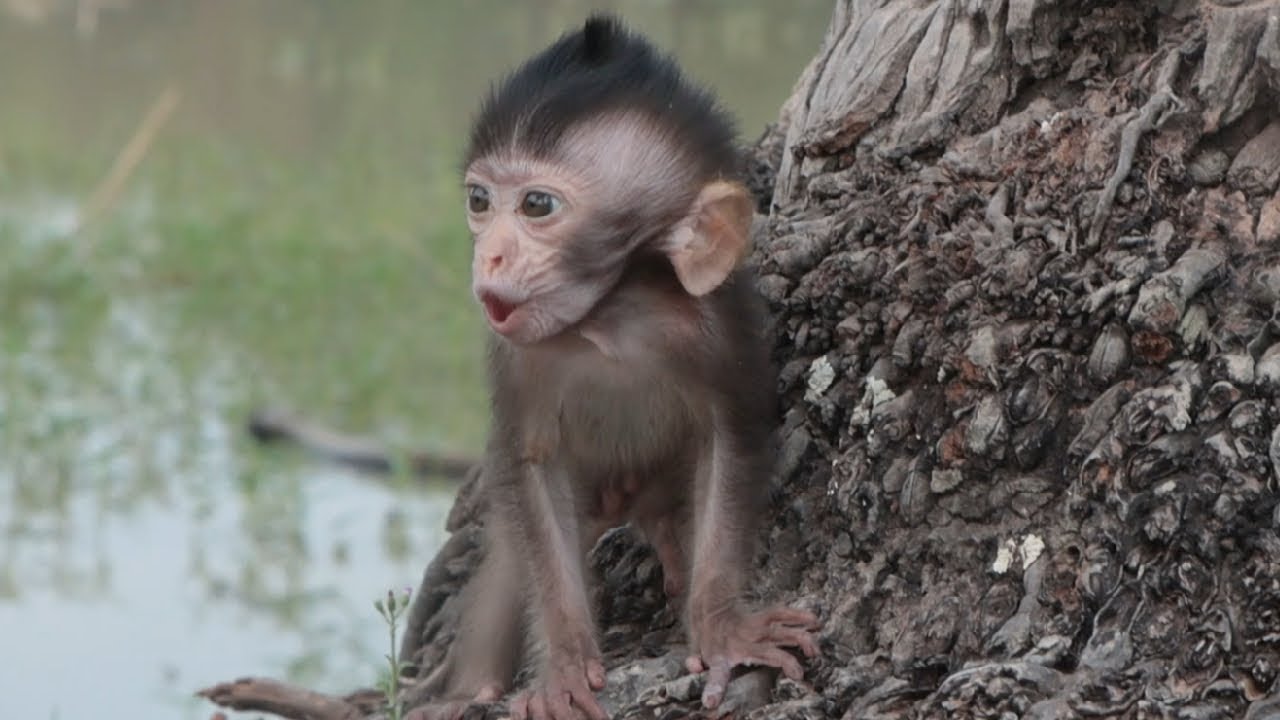 So cute baby monkey finding friends alone. || Monkey Justeene - YouTube