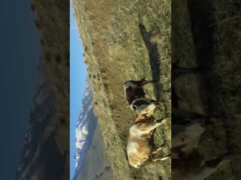 Kavga eden  danalari  ayiran  kangal.