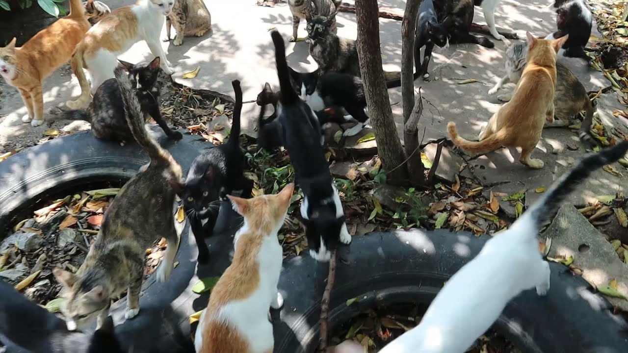 Cats fight eating Chicken - YouTube