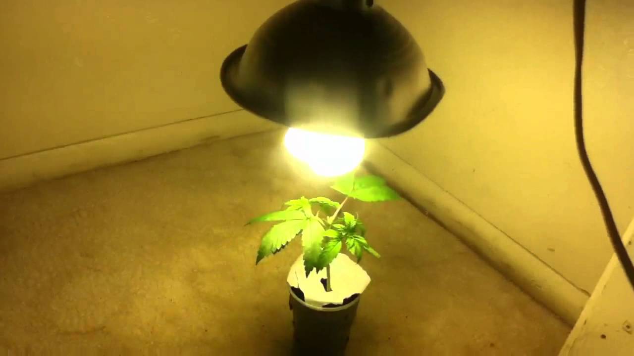4 Week old Cannabis plant - YouTube