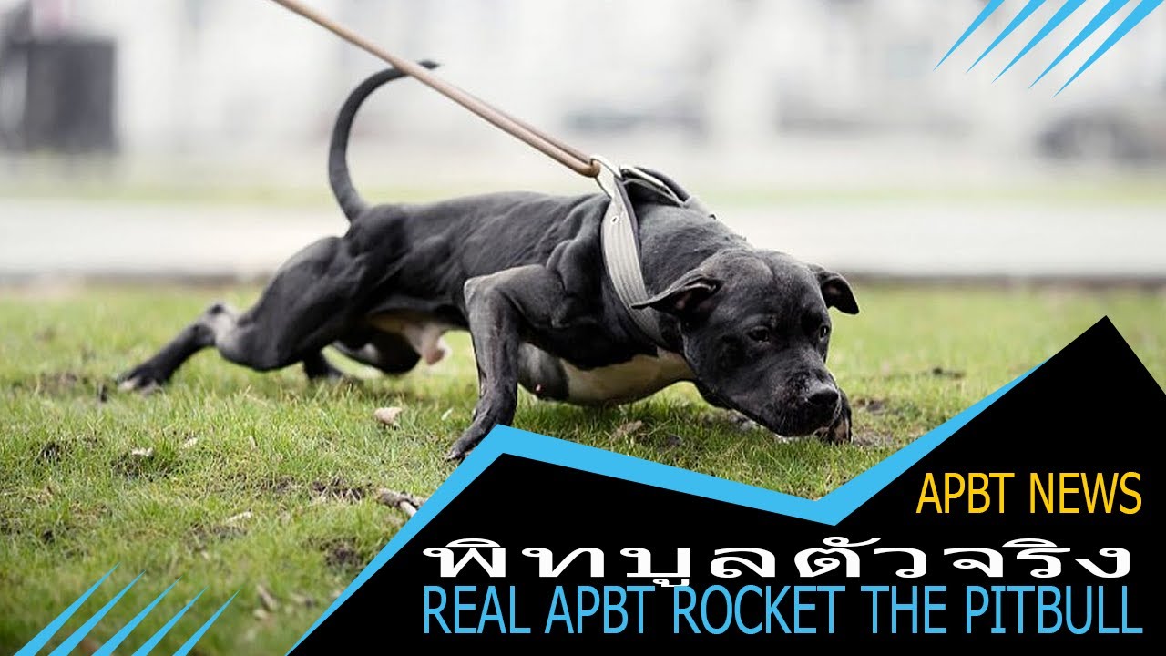 พิทบูลตัวจริง Real APBT Rocket the Pitbull - YouTube