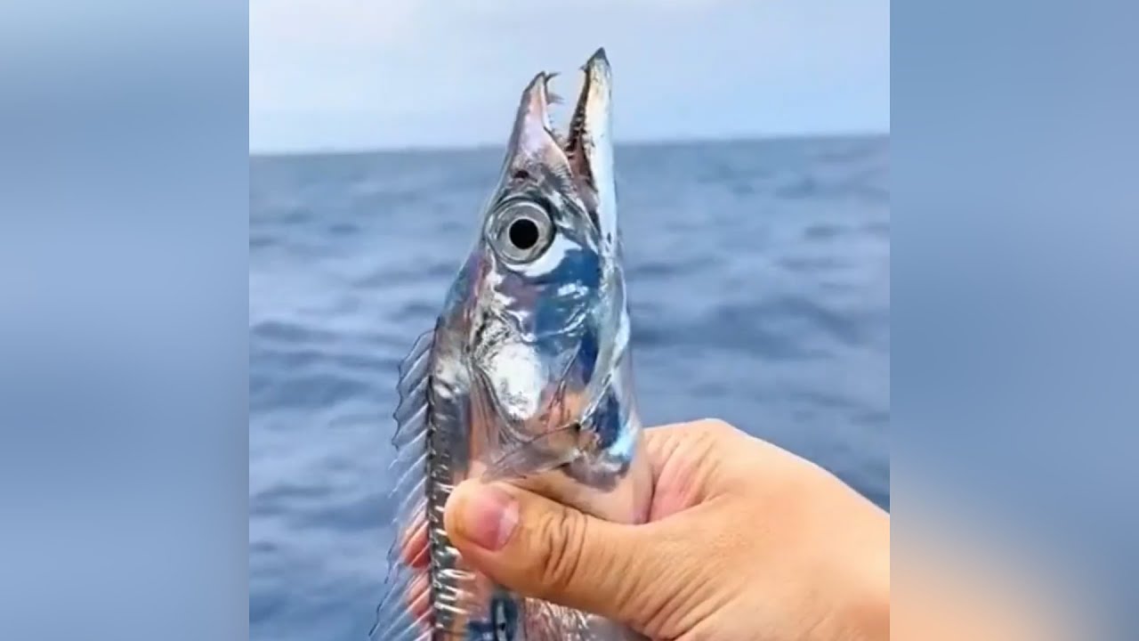 What is this Long Shiny Fish? 🐟 - YouTube