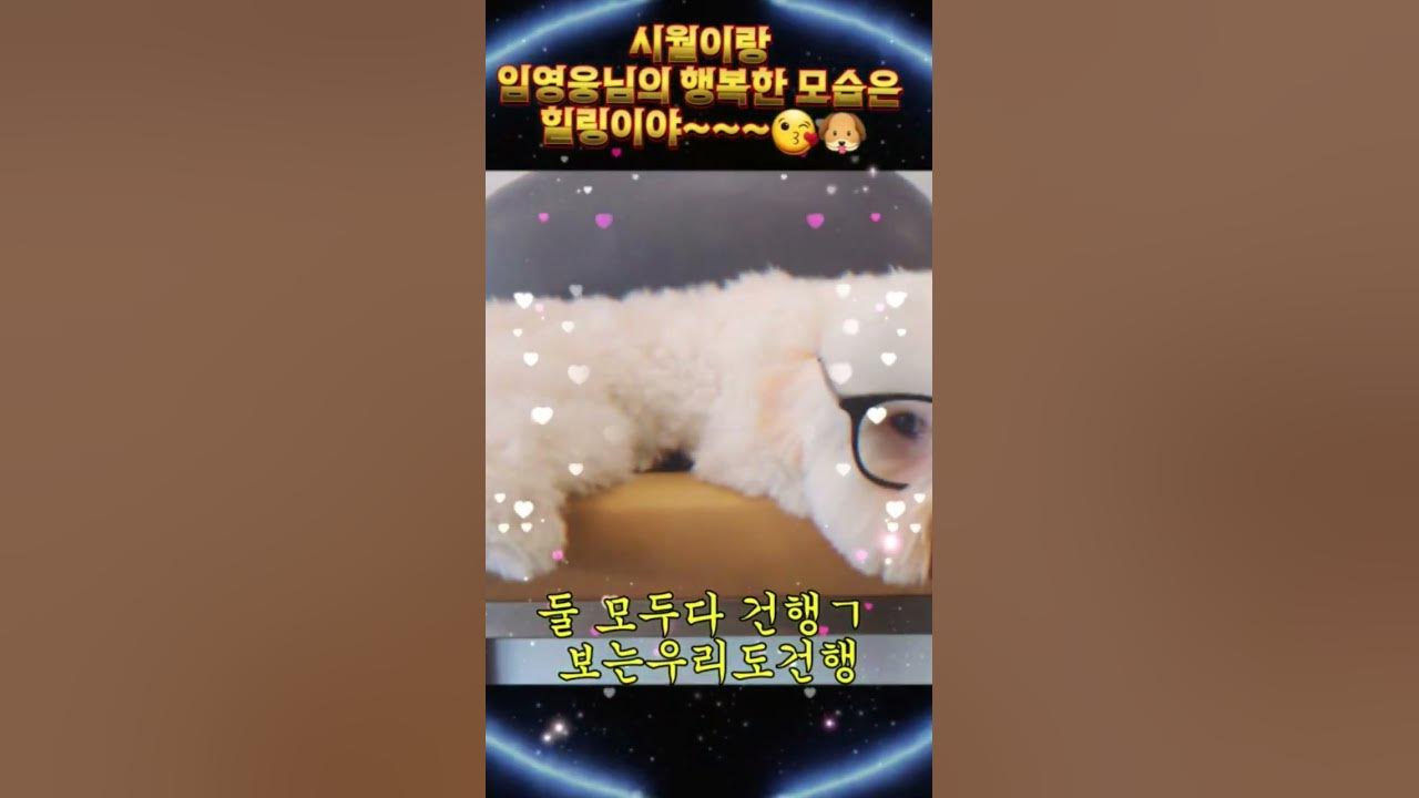 시월이랑 영웅님이랑 안경쓴 모습이 귀여웅~~~☺️☺️🐶🐶 임영웅 영웅시대 시월이 건행 힐링 가족 Youtube