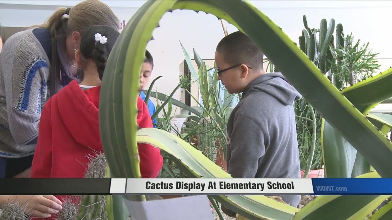 Cactus Display at Elementary School - YouTube