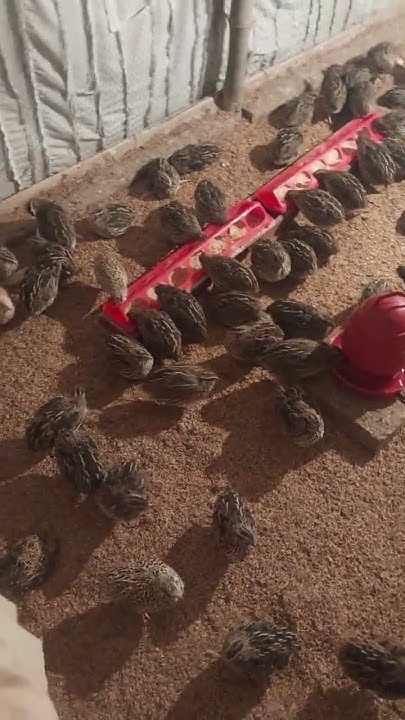 How Quail Farm Make Million Eggs and Meat - Inside Modern Quail Farm - Quail Meat Processing ...