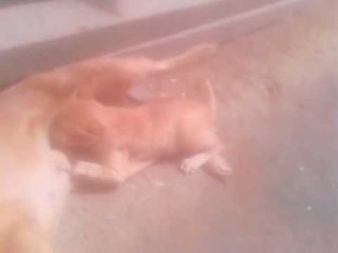 Anjing menyusuin kucing