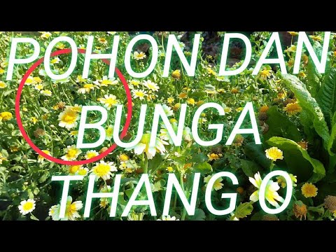 tang oh vegetable recipe, tang o,tang ortho, tang ortodontik dasar, tang o sayur - YouTube