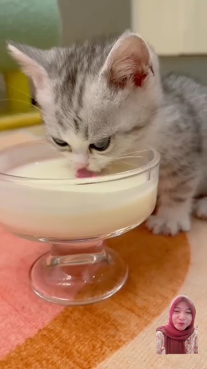 waktunya anak kucing lucu minum susu #cute #kucinglucu #kucing #funny #cuteanimals #videoshort ...