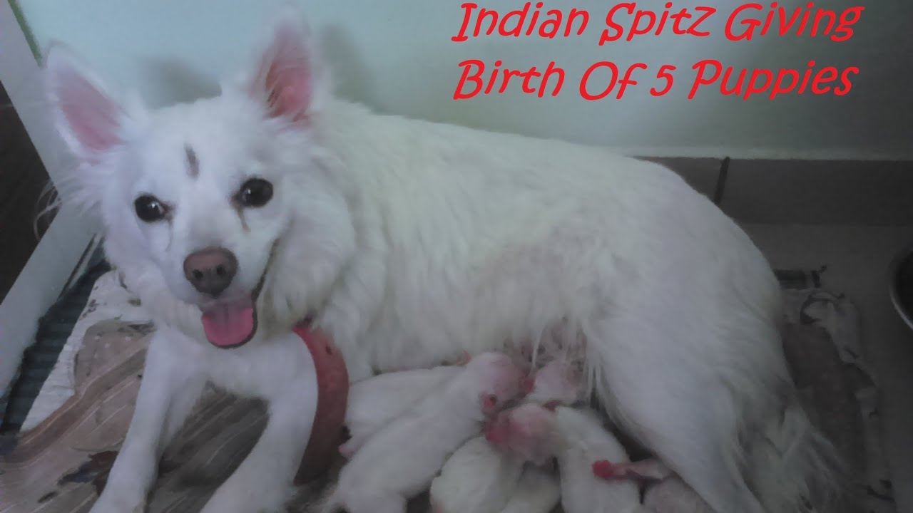 Indian Spitz dogs giving Birth of 5 puppies live | Indian cute puppies ...