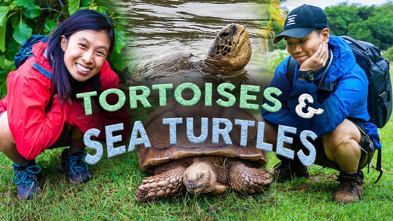 Kauai: Hawaii Tortoises and Sea Turtles! - YouTube